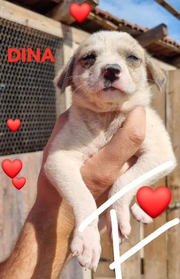 Welpe Dina und ihre 8 Geschwister möchten Rumänien Mitte November ...